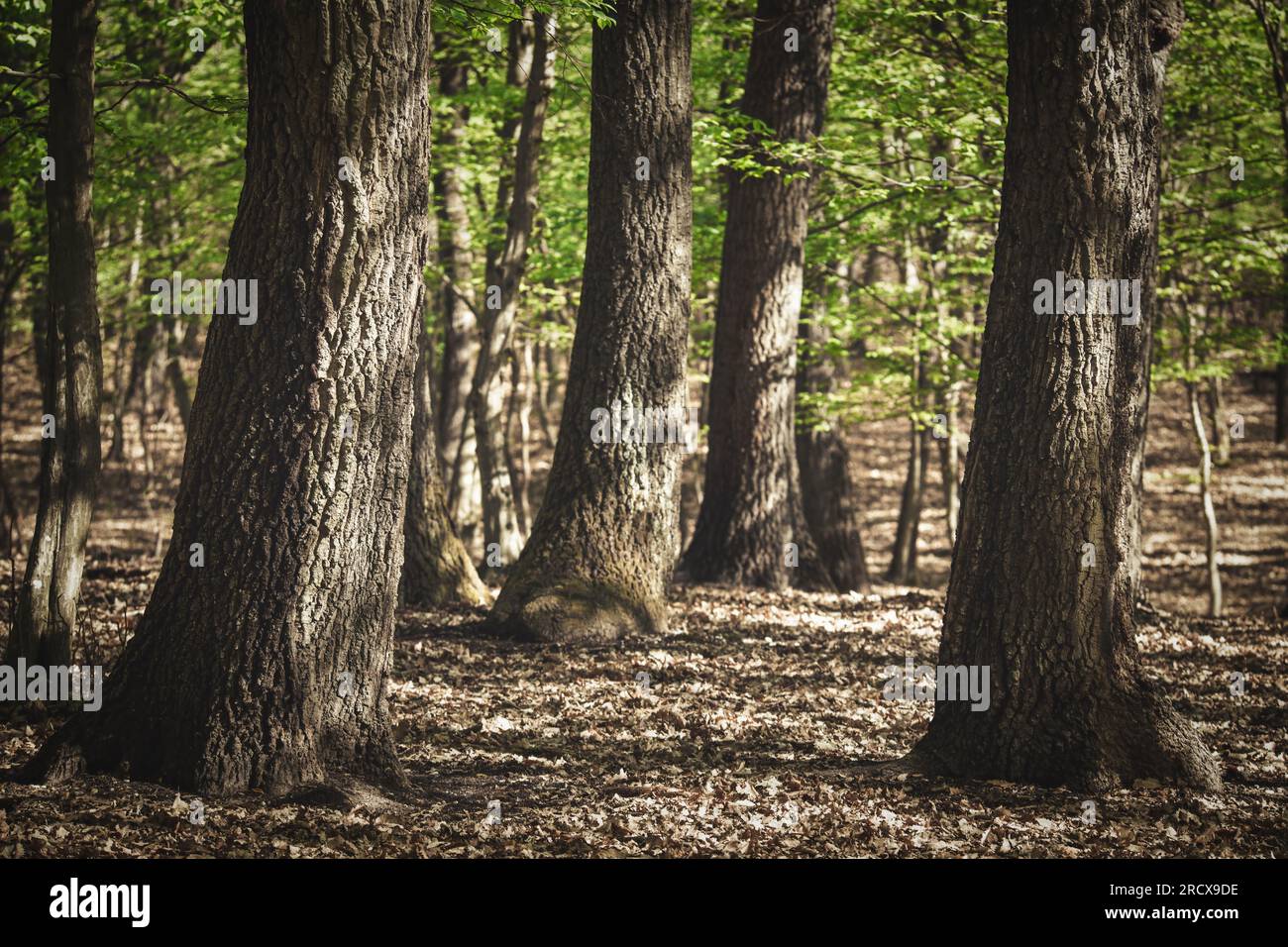 Green forest with oak trees in springtime Stock Photo - Alamy