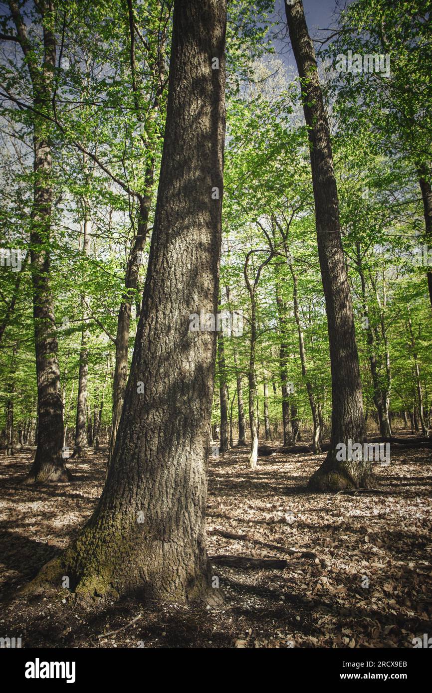 Green forest with oak trees in springtime Stock Photo - Alamy