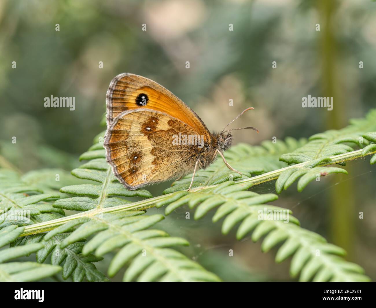 Gatekeeper aka Hedge brown butterfly on fern, UK. Pyronia tithonus ...