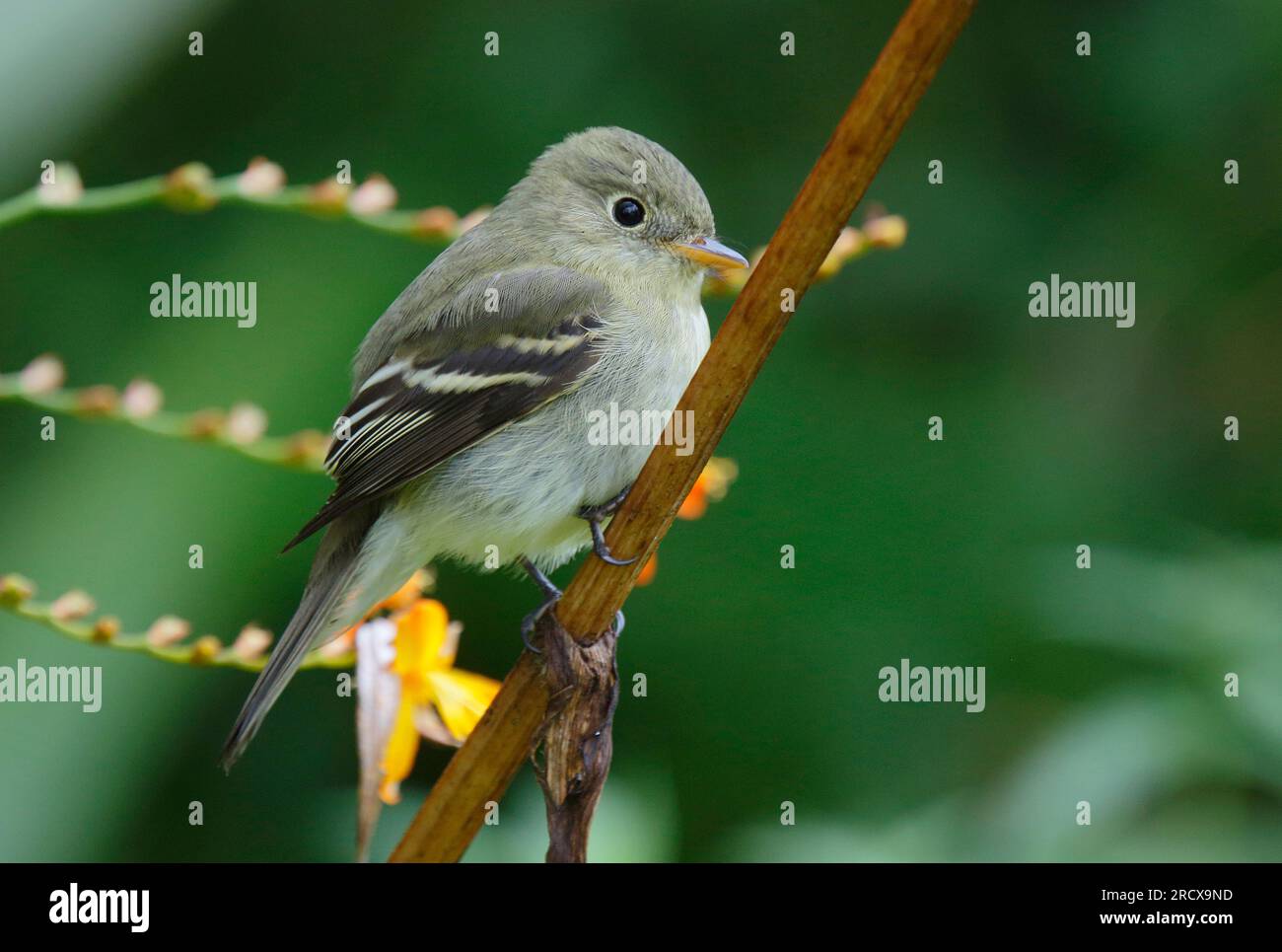 Juvenile Yellow Bellied Flycatcher