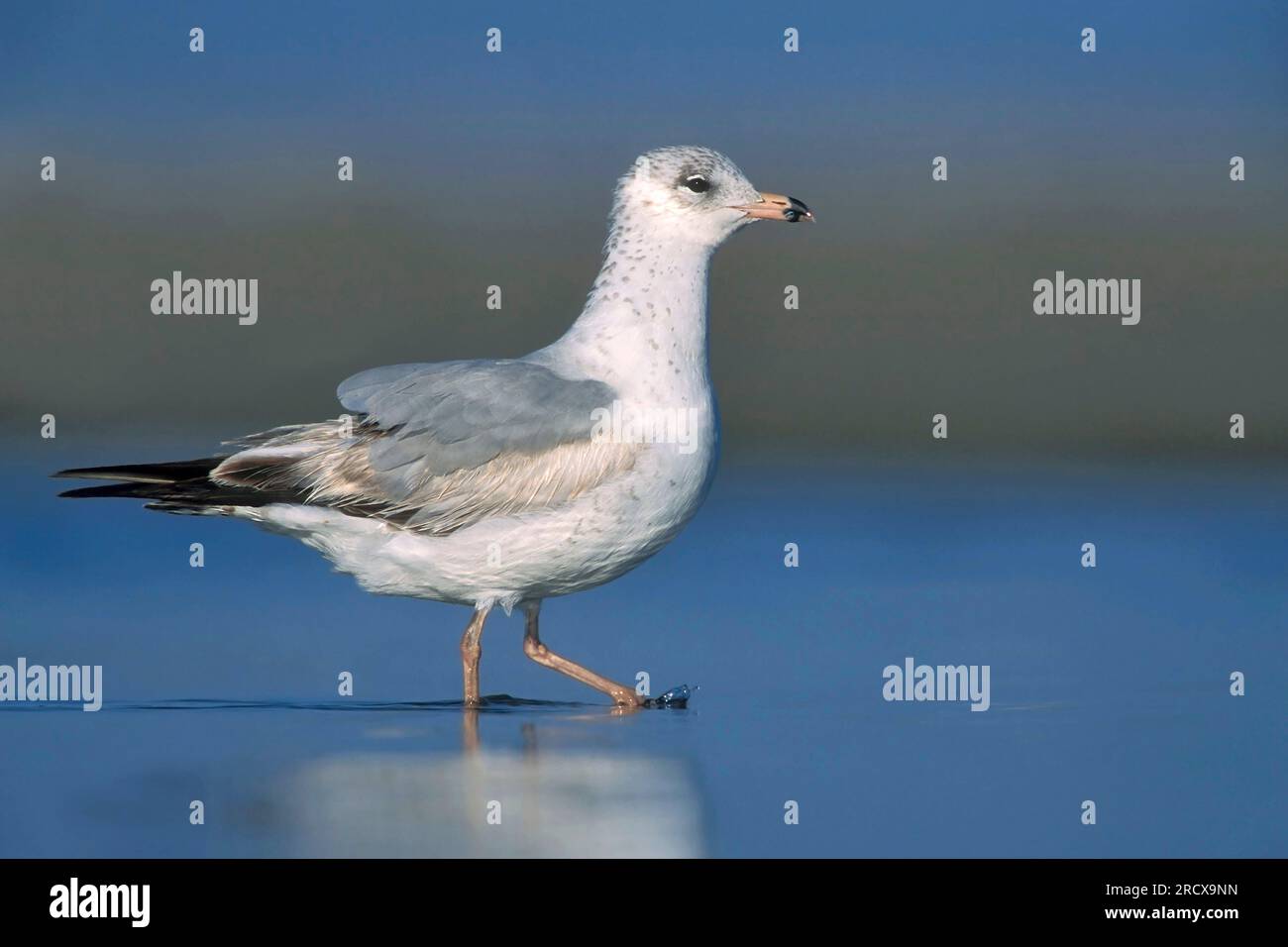 ring-billed gull (Larus delawarensis), second calendar year first ...
