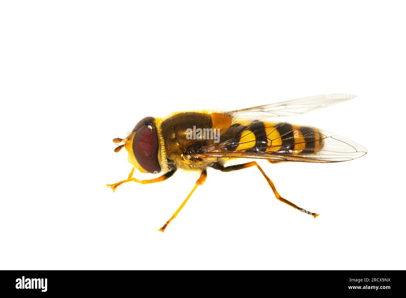 Common insects Cut Out Stock Images & Pictures - Alamy