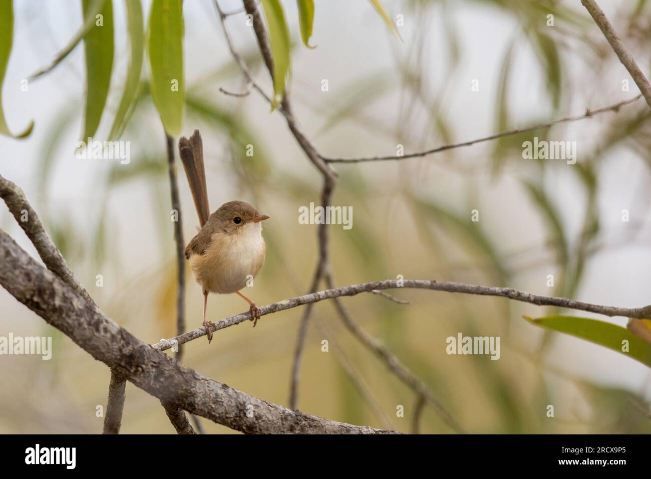 Wrens australian wrens hi-res stock photography and images - Alamy