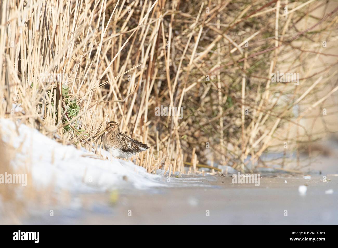 common snipe (Gallinago gallinago), foraging at the snow-capped water's ...