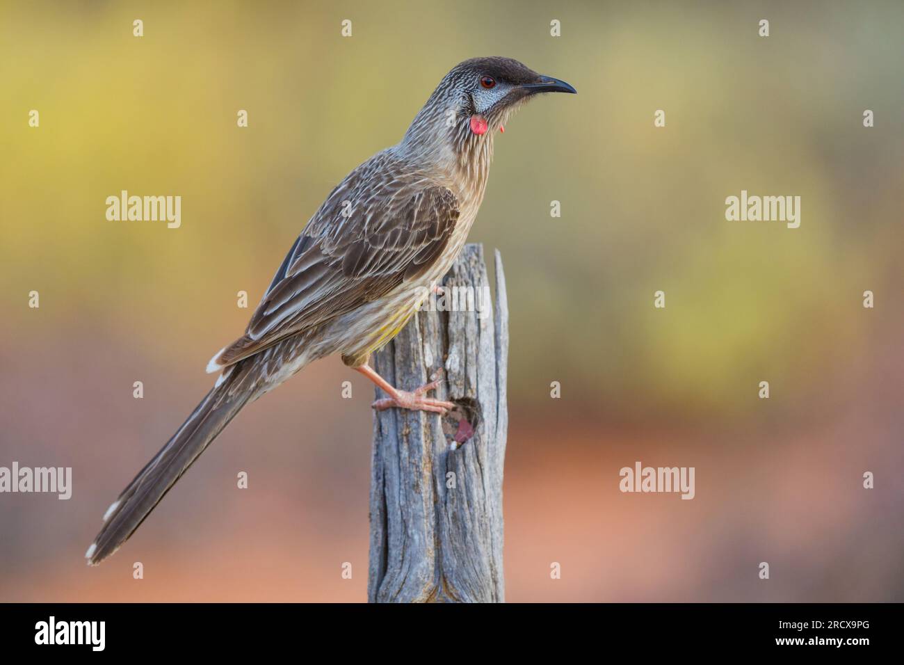 red wattle bird (Anthochaera carunculata), sitting at a post, Australia ...