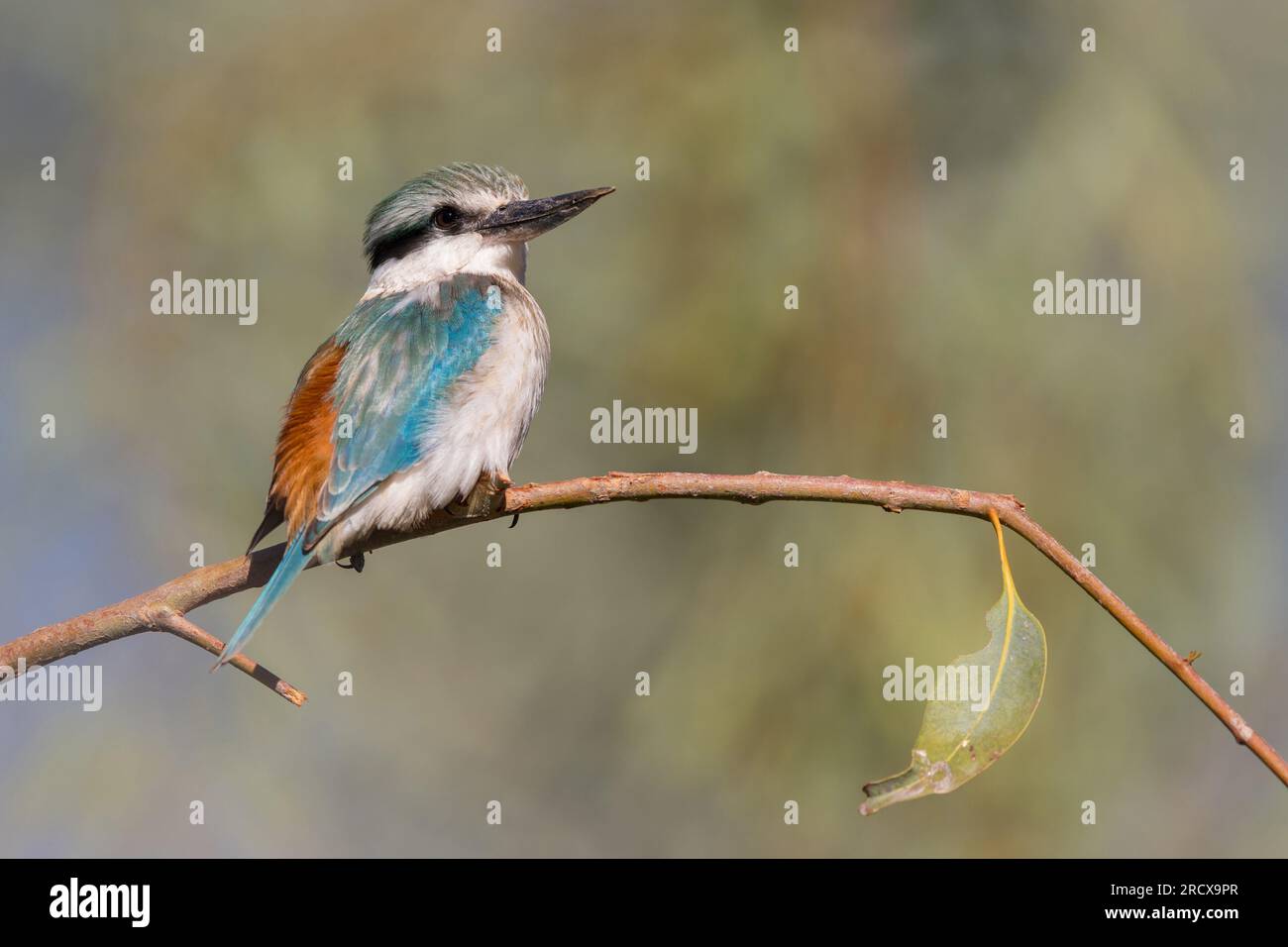 Red backed kingfishers hi-res stock photography and images - Alamy