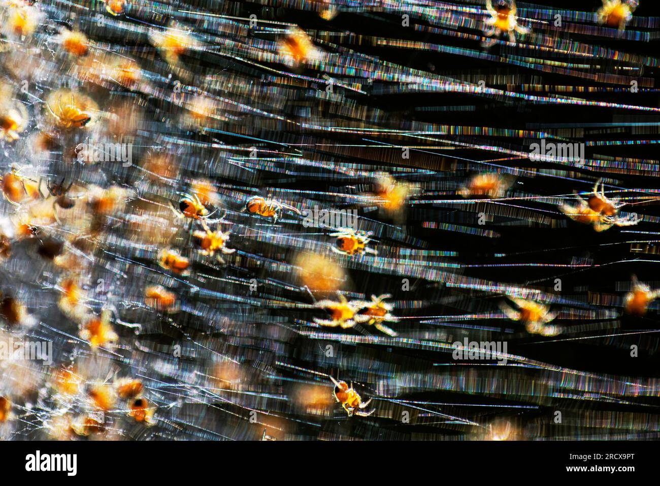 cross orbweaver, European garden spider, cross spider (Araneus ...