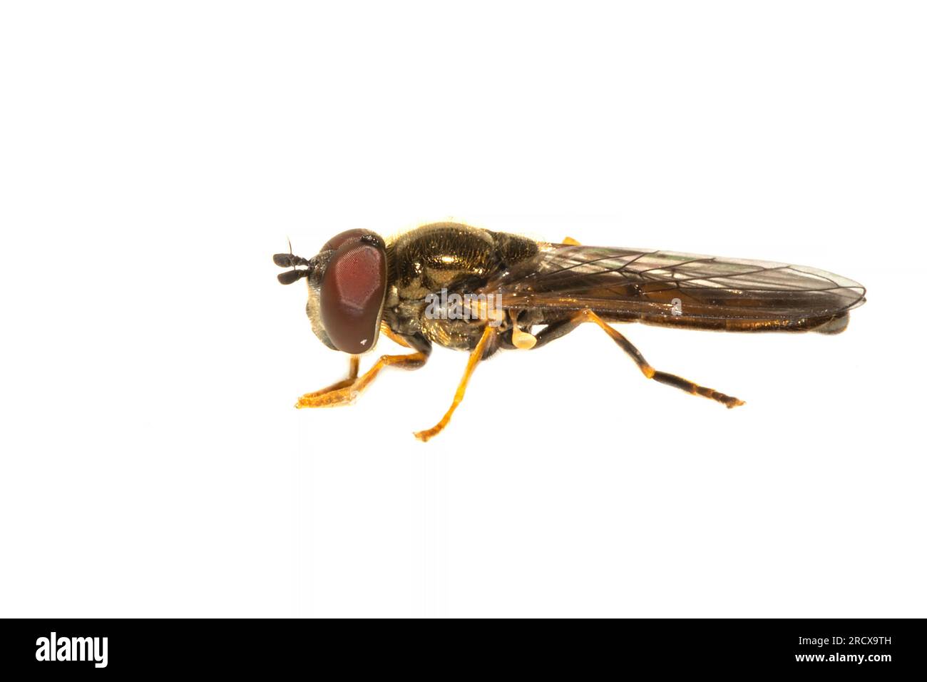 Slender Melanostoma (Melanostoma scalare), side view, cut out ...