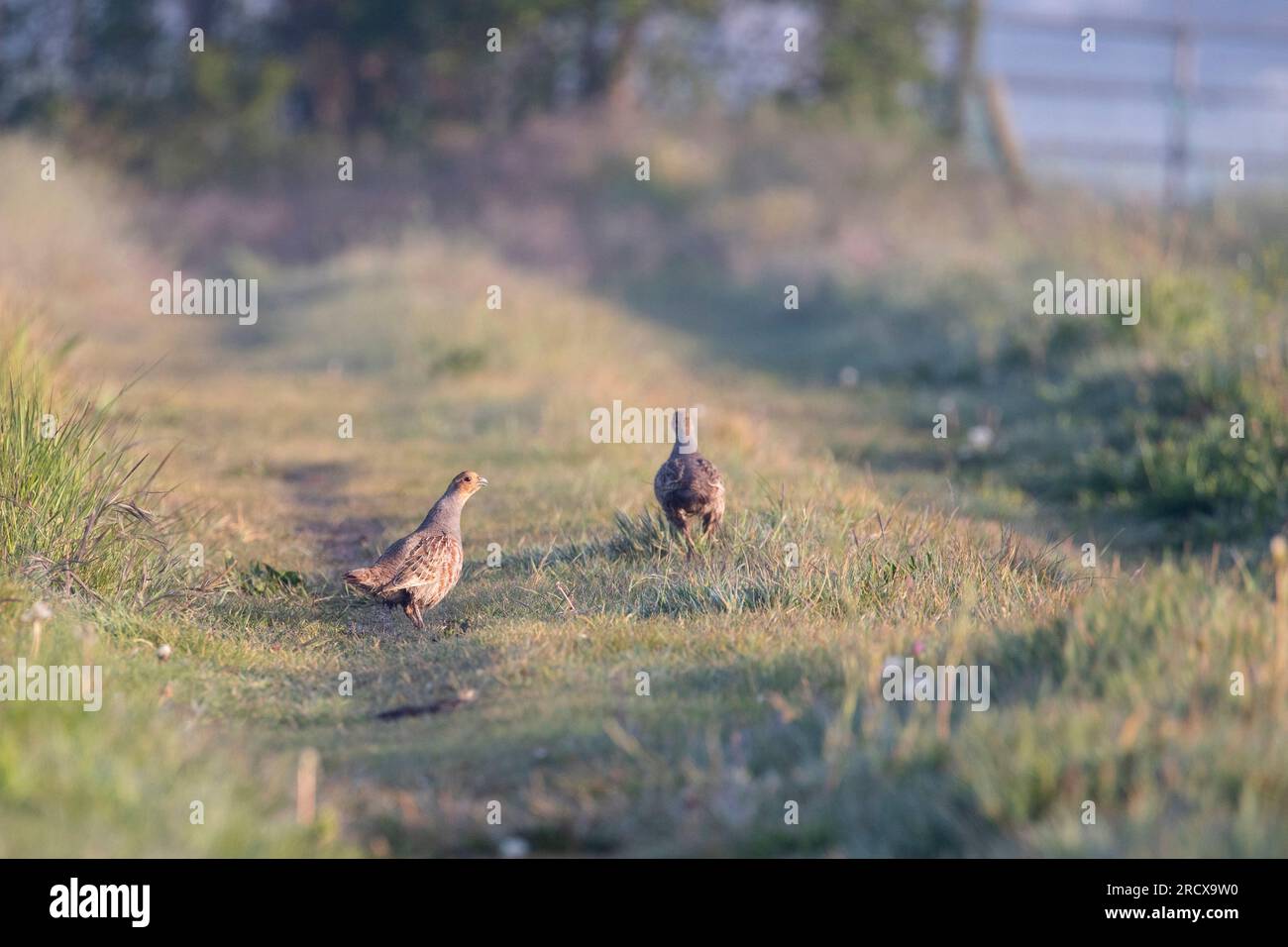 grey partridge (Perdix perdix), territory call of a male on a field ...