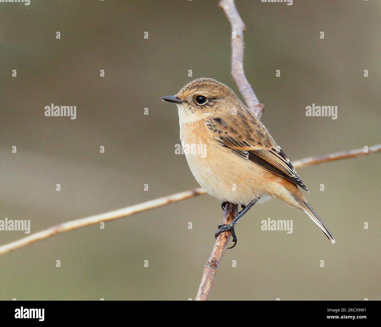 Stejnegers stonechat hi-res stock photography and images - Alamy