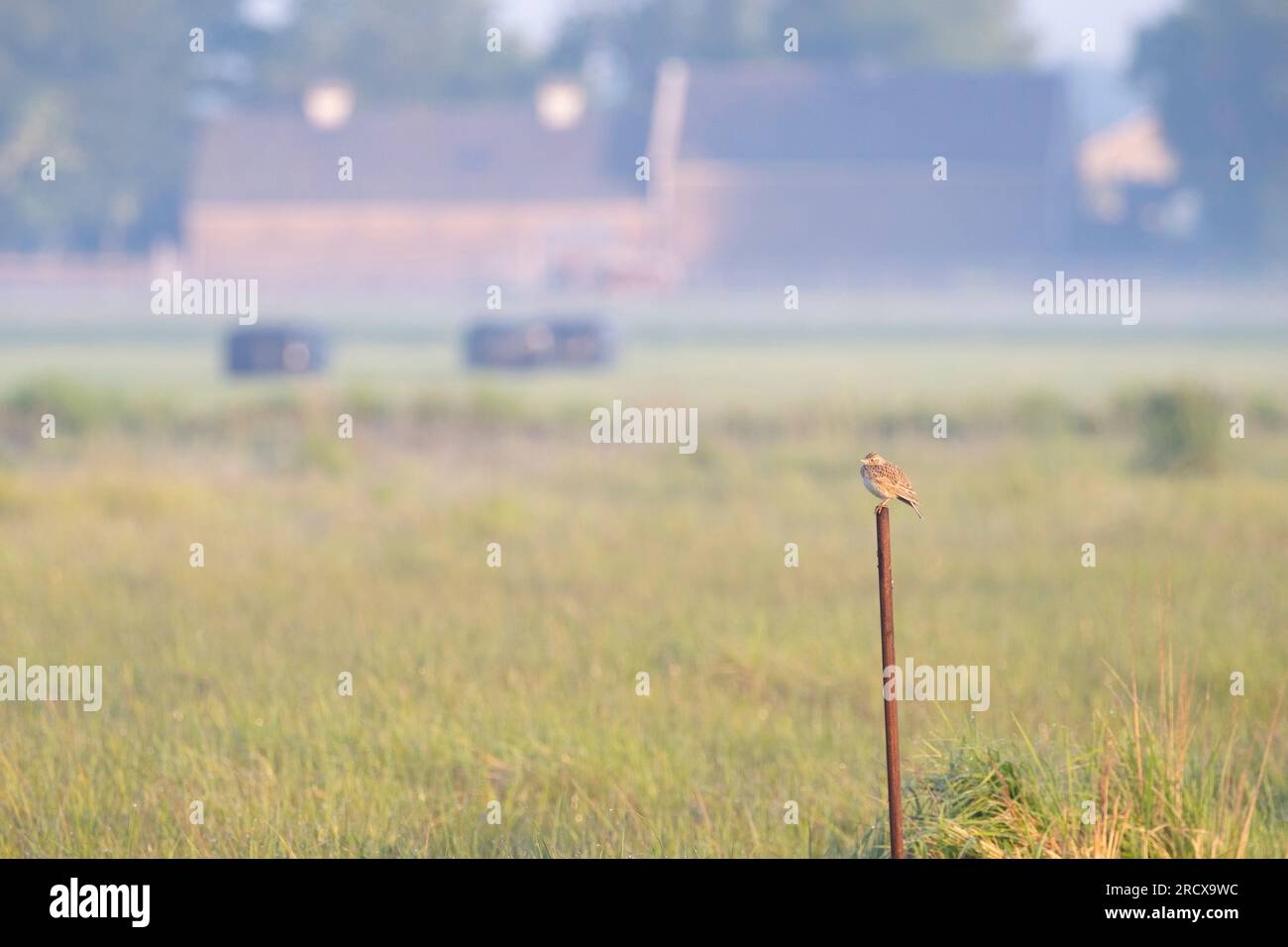 Eurasian sky lark (Alauda arvensis), perching on a metal rod on a field ...