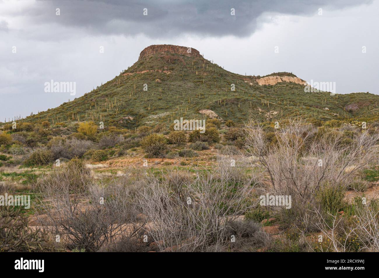 saguaro cactus (Carnegiea gigantea, Cereus giganteus), on Brown's ...