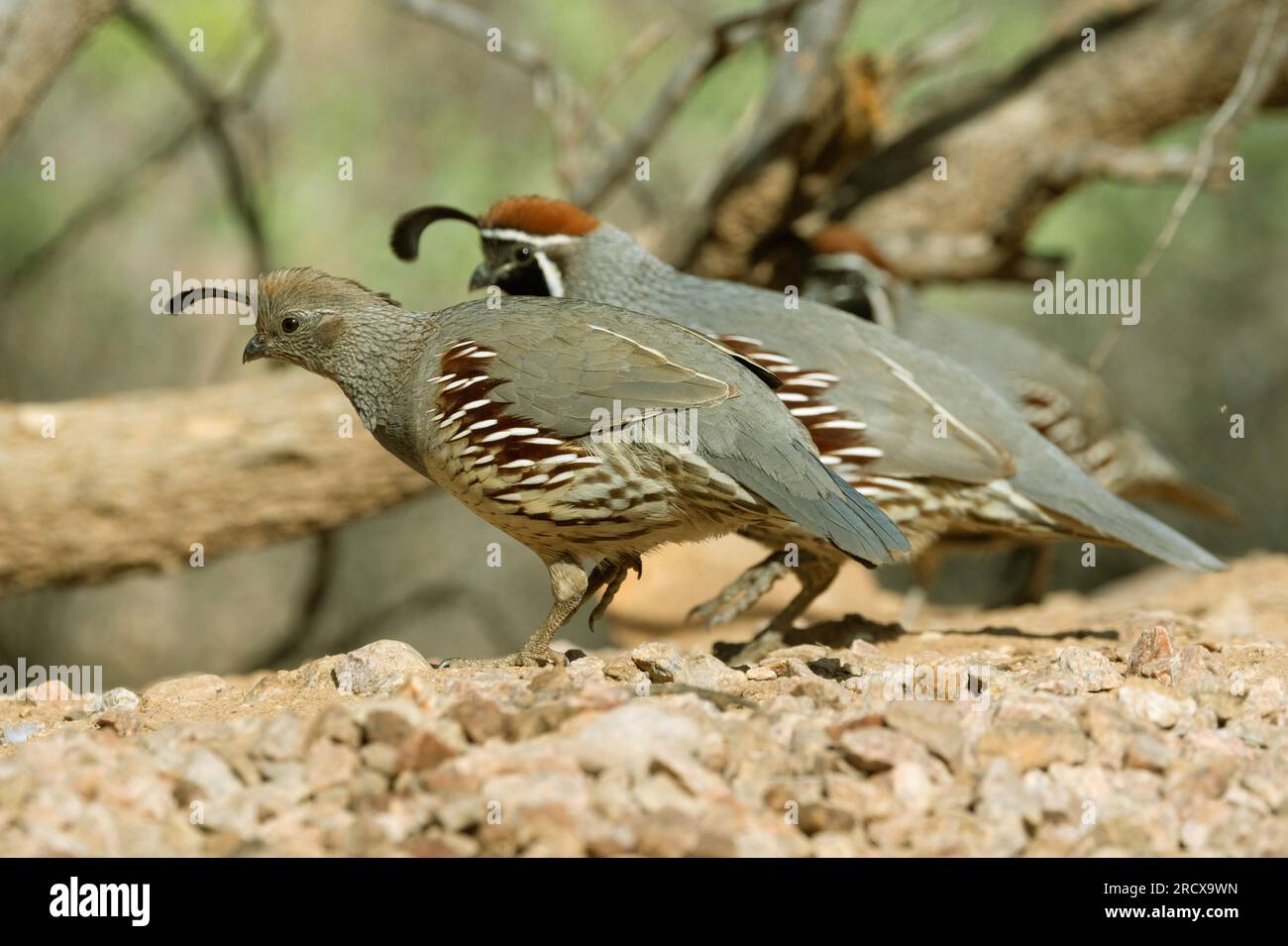 California quail (Callipepla californica, Lophortyx californica ...