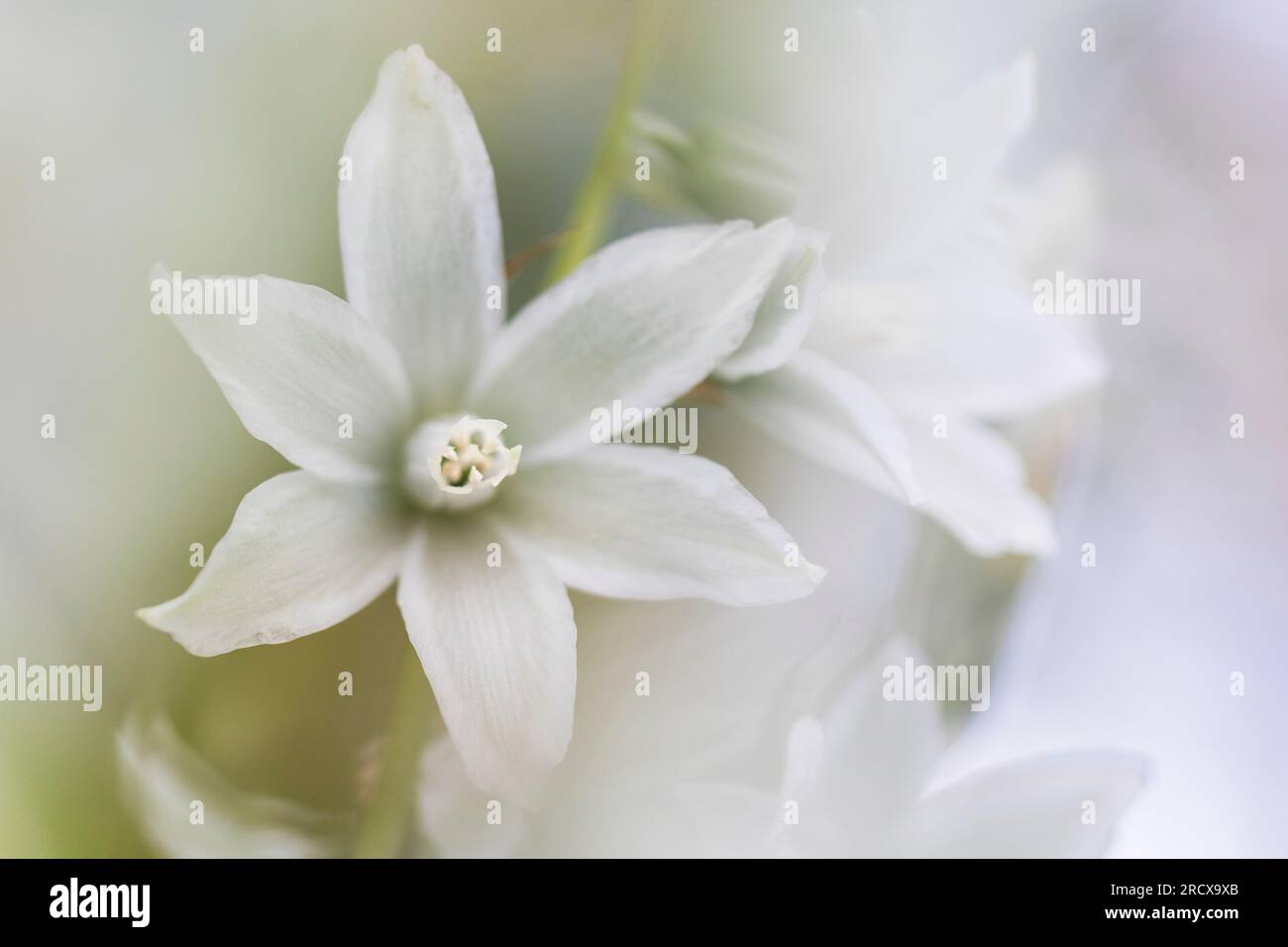 drooping star-of-bethlehem (Ornithogalum nutans), flower, Netherlands ...