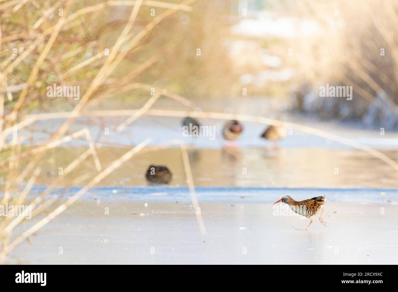 water rail (Rallus aquaticus), walking over a frozen pond, side view ...