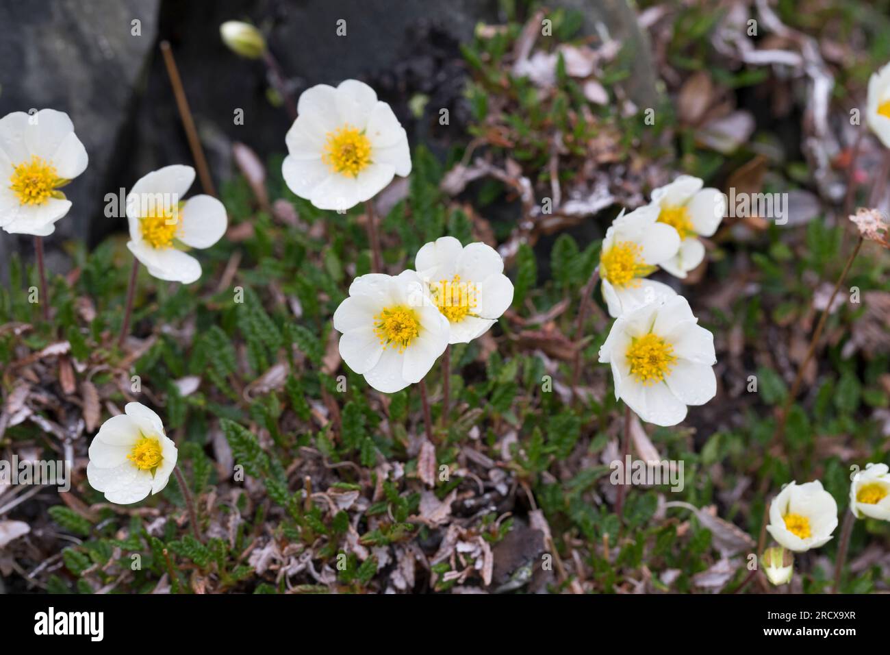 Mountain avens (Dryas octopetala), blooming, Sweden Stock Photo - Alamy