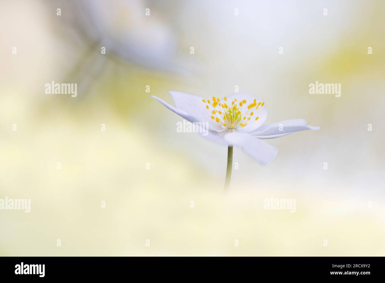 wood anemone (Anemone nemorosa), flower, side view, Netherlands, Frisia ...
