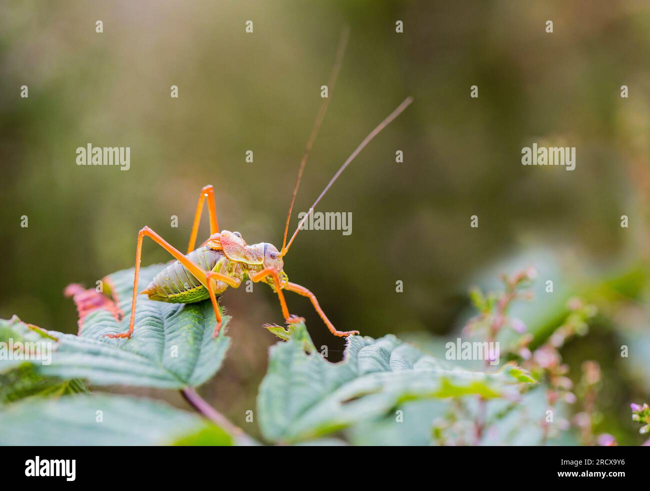 Western Saddle Bush-cricket, Saddle-backed bush-cricket (Ephippiger ...