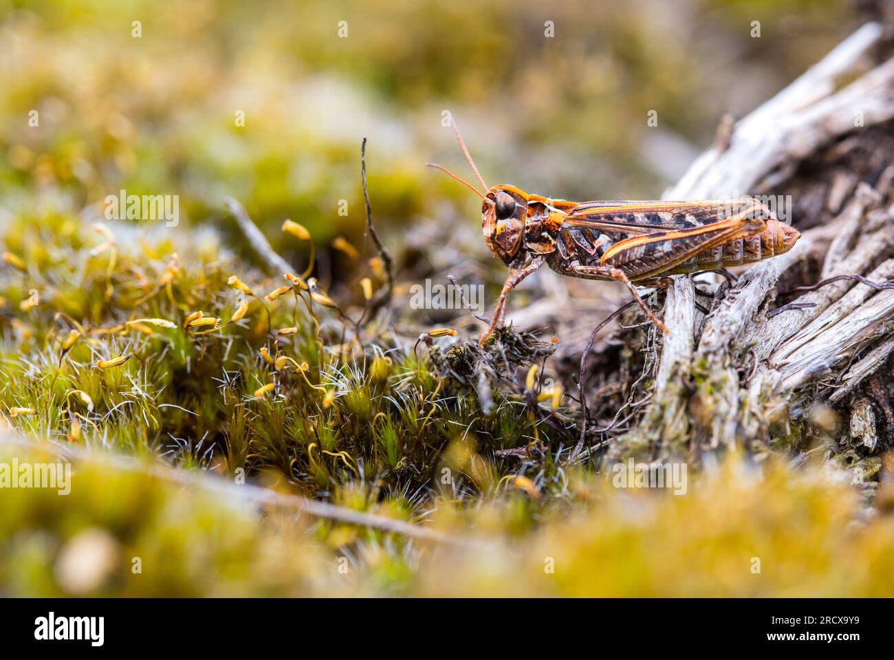 mottled grasshopper (Myrmeleotettix maculatus, Gomphocerus maculatus ...