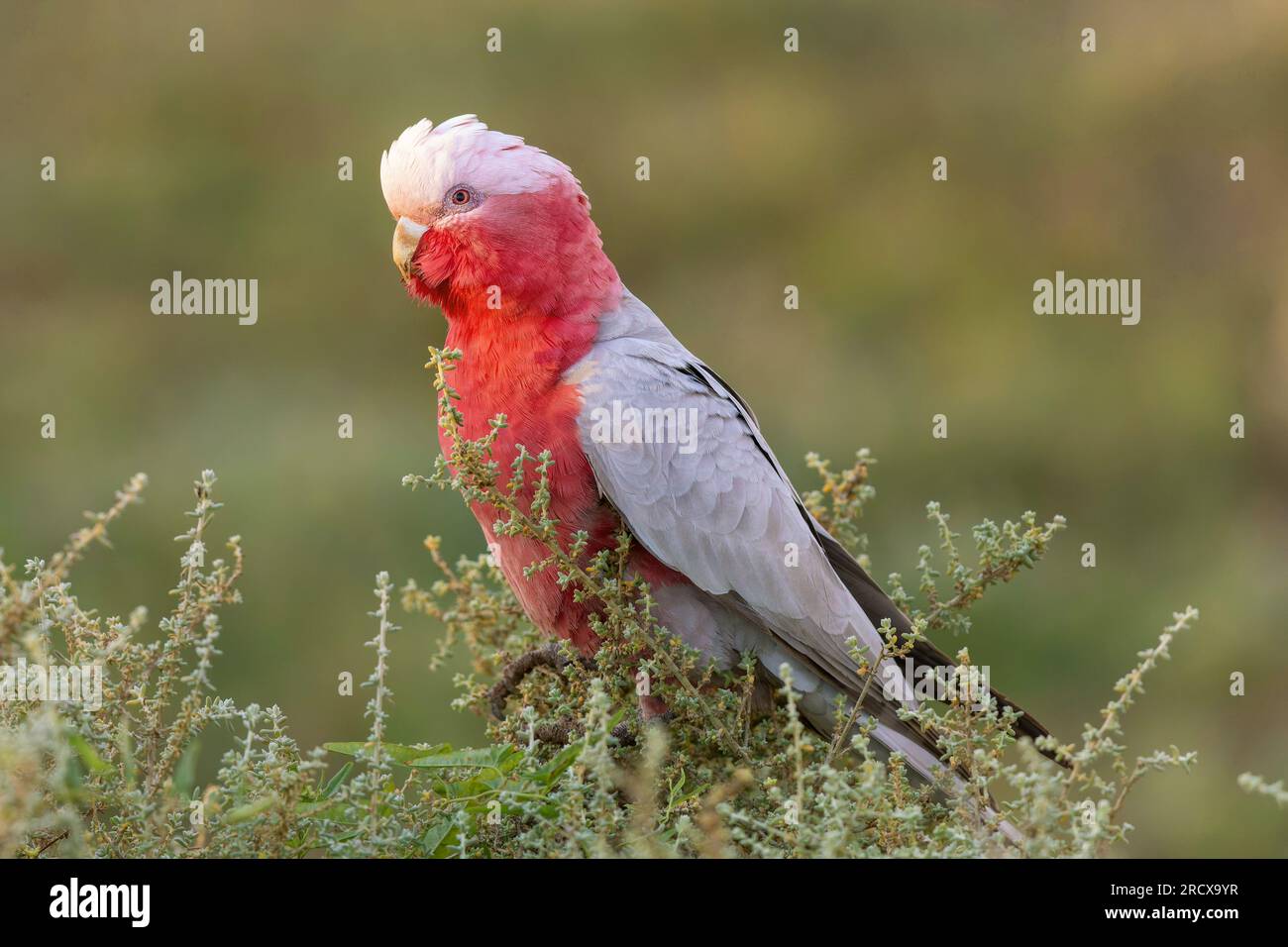 galah (Eolophus roseicapilla, Cacatua roseicapilla), sitting on a bush ...