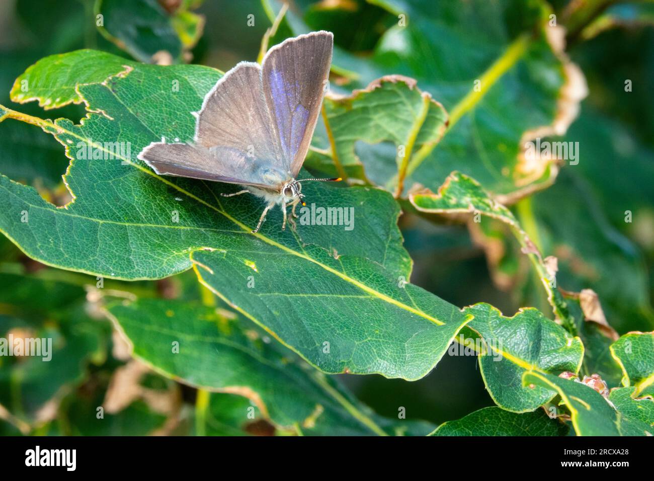 Purple Hairstreak (Favonius quercus, Neozephyrus quercus, Quercusia ...