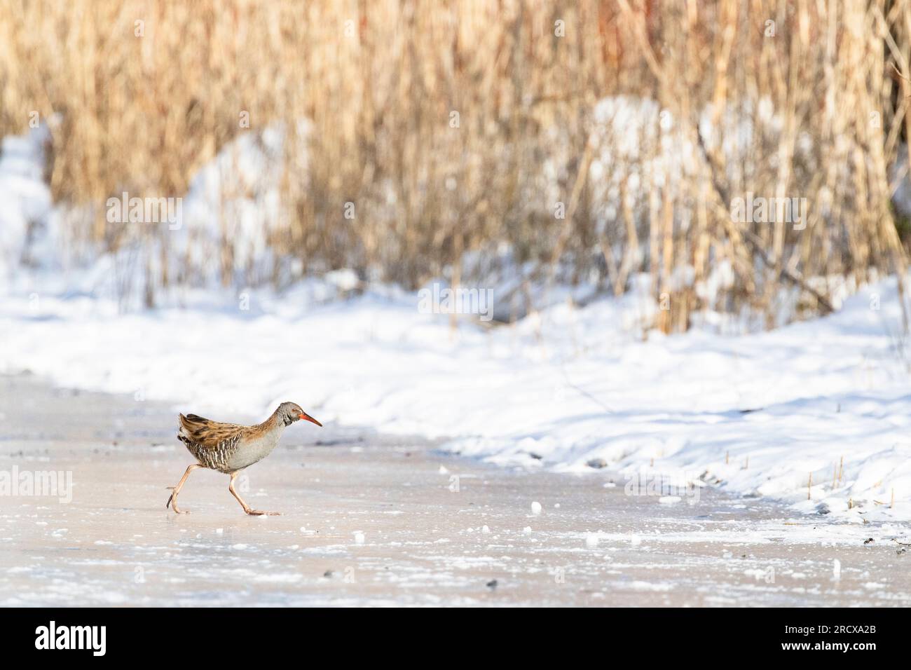 water rail (Rallus aquaticus), walking over a frozen pond, side view ...