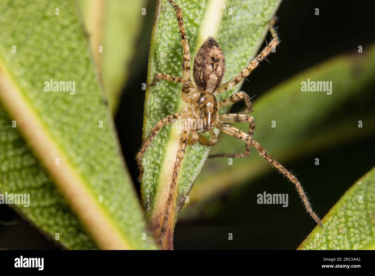 buzzing spider (Anyphaena accentuata), sitting at a plant, Germany ...