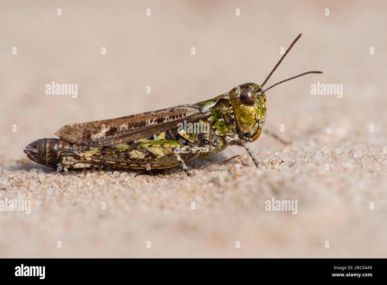 mottled grasshopper (Myrmeleotettix maculatus, Gomphocerus maculatus ...