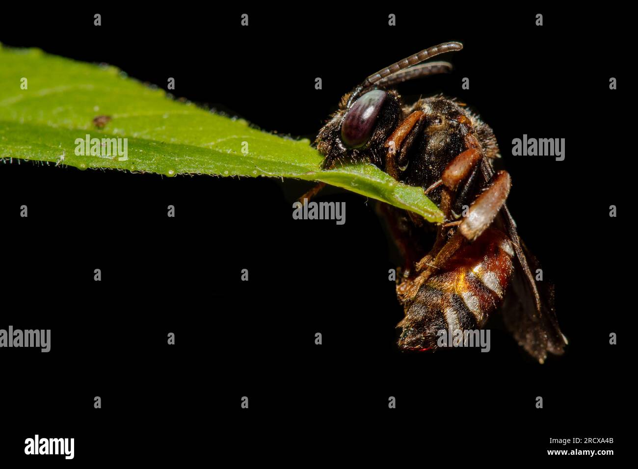 European Yellow Loosestrife-Cuckoo, Eurasian Macropis Cuckoo Bee ...
