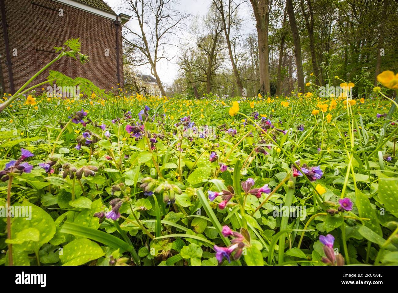 Common lungwort (Pulmonaria officinalis), blooming in a garden ...