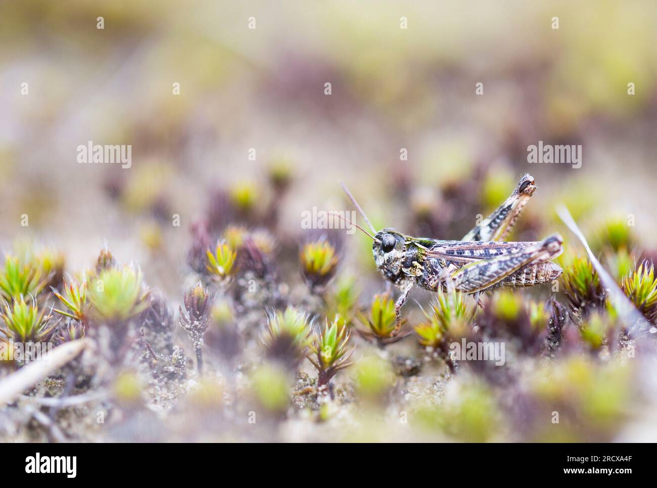 mottled grasshopper (Myrmeleotettix maculatus, Gomphocerus maculatus ...