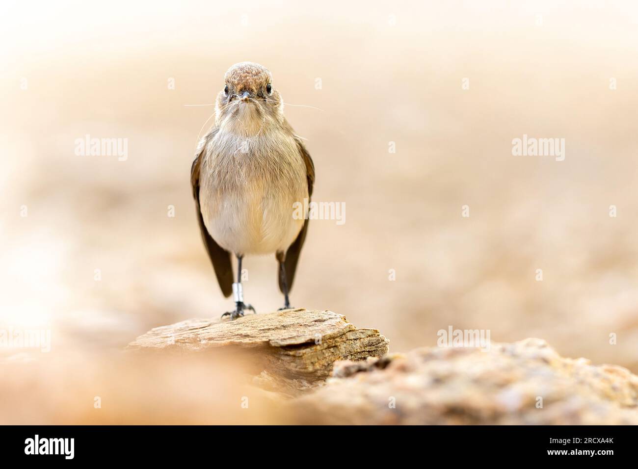 red-capped robin (Petroica goodenovii), female with nesting material in ...