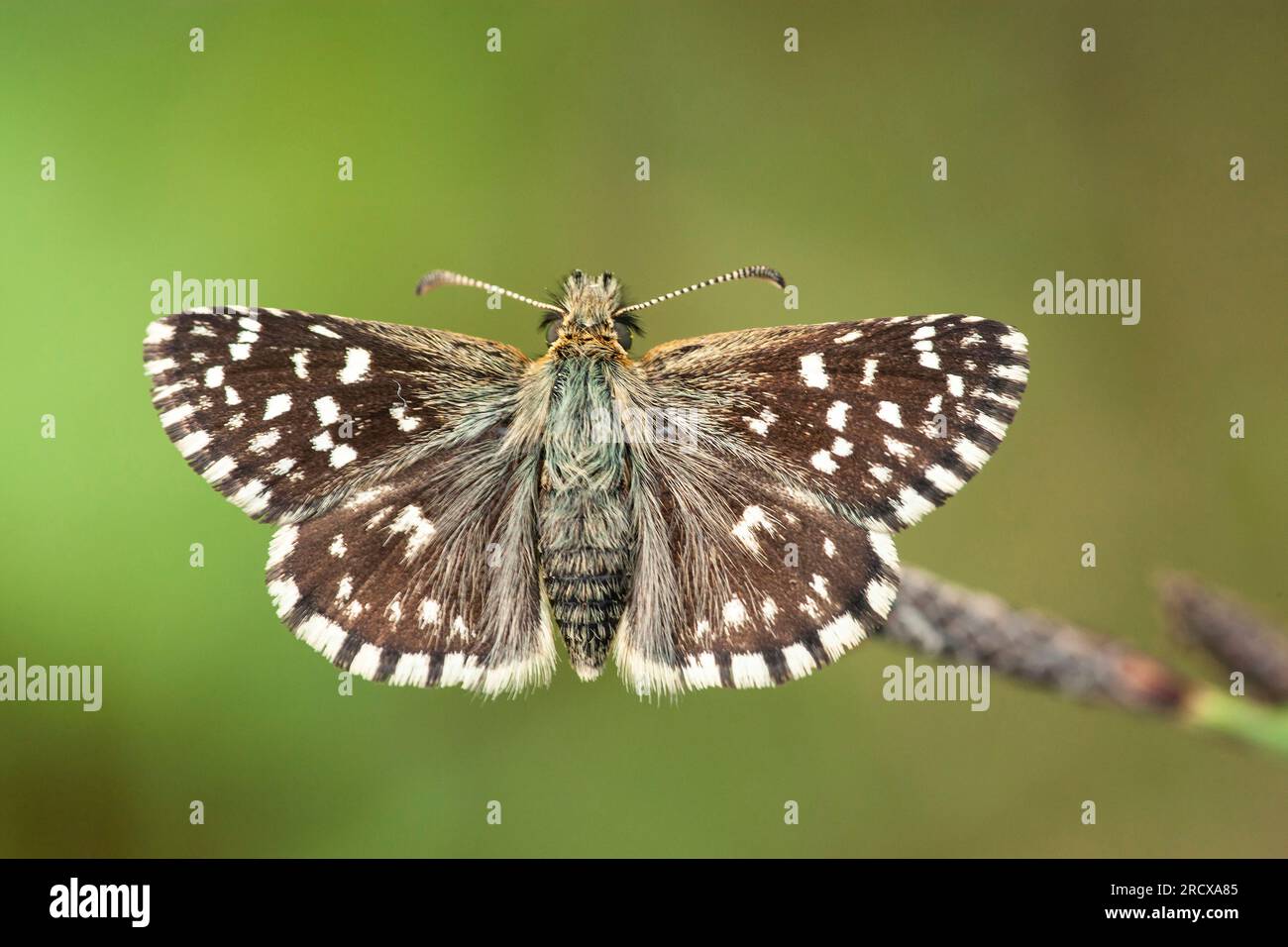 Upperside view hi-res stock photography and images - Alamy