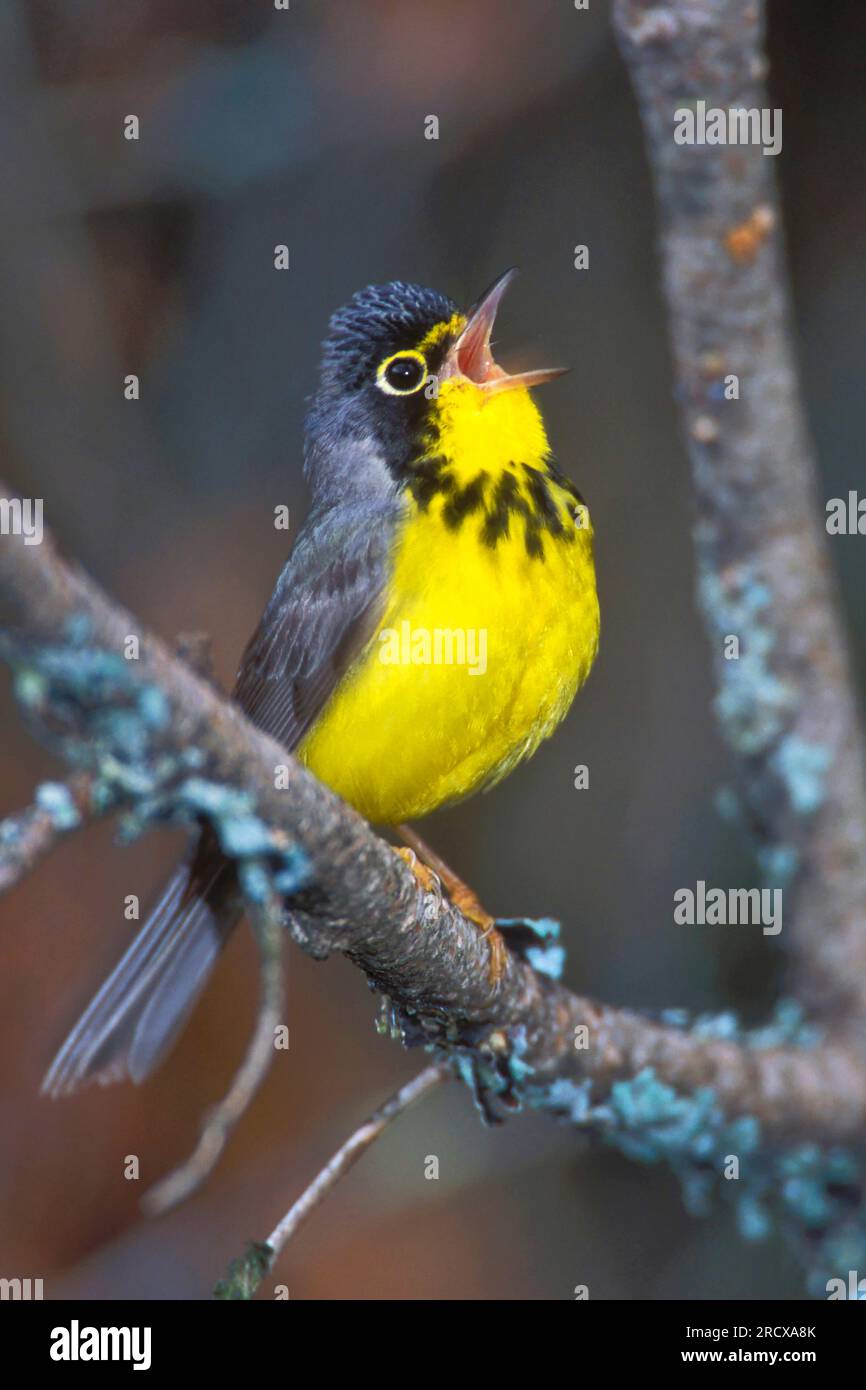 Songbird perches hi-res stock photography and images - Alamy