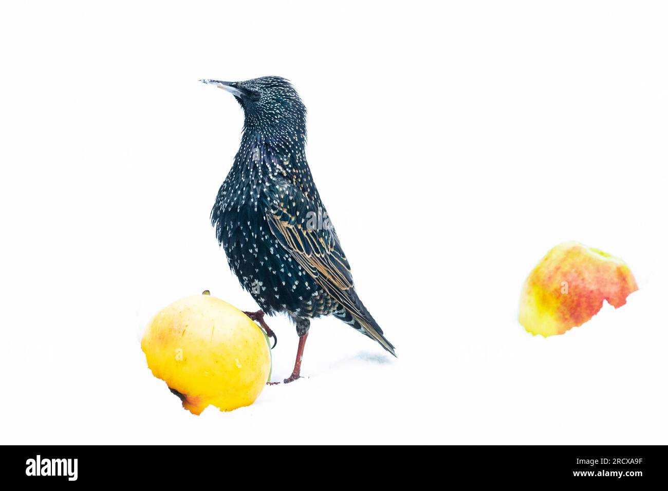 common starling (Sturnus vulgaris), eating an apple in the snow, side ...