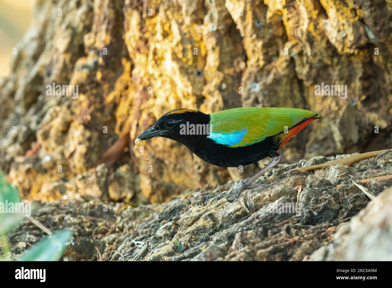 rainbow pitta (Pitta iris), sitting at a tree trunk, Australia ...