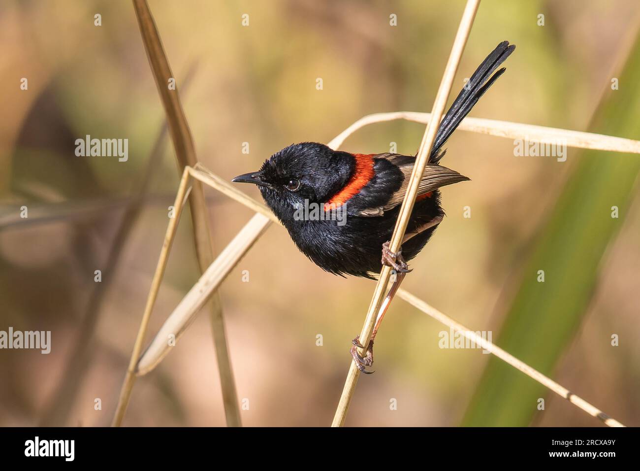 Wrens australian wrens hi-res stock photography and images - Alamy