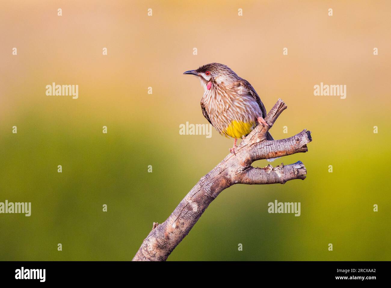 red wattle bird (Anthochaera carunculata), sitting on a branch ...