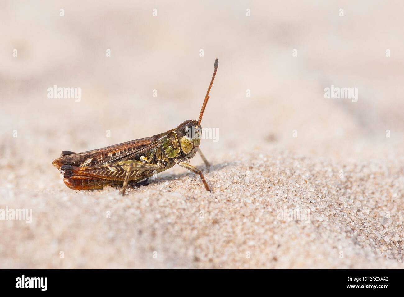 mottled grasshopper (Myrmeleotettix maculatus, Gomphocerus maculatus ...