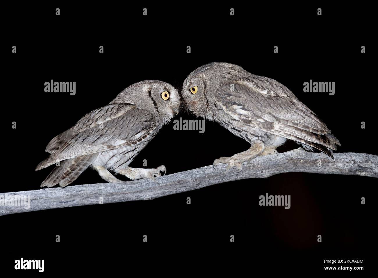 Western screech owl (Megascops kennicottii), pair perches on a branch ...