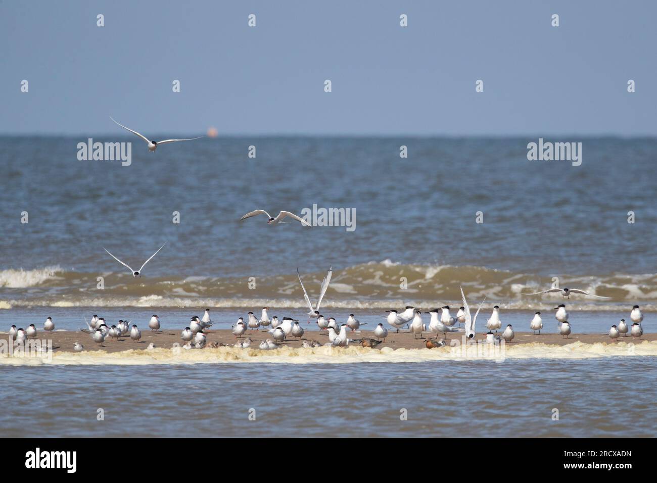 sandwich tern (Sterna sandvicensis, Thalasseus sandvicensis), gathering ...