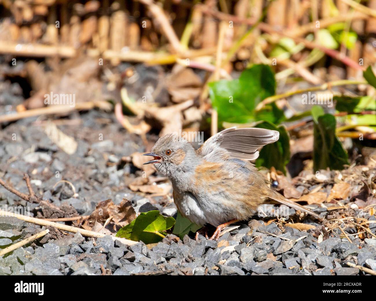 dunnock (Prunella modularis), begging young bird on the ground, side ...
