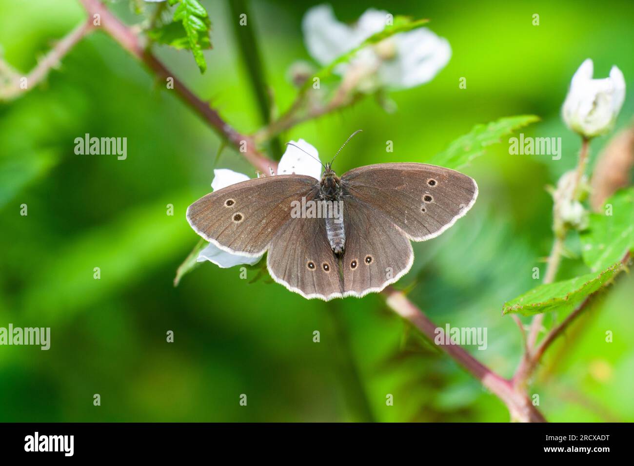 ringlet (Aphantopus hyperantus), sitting on a flower, Europe Stock ...
