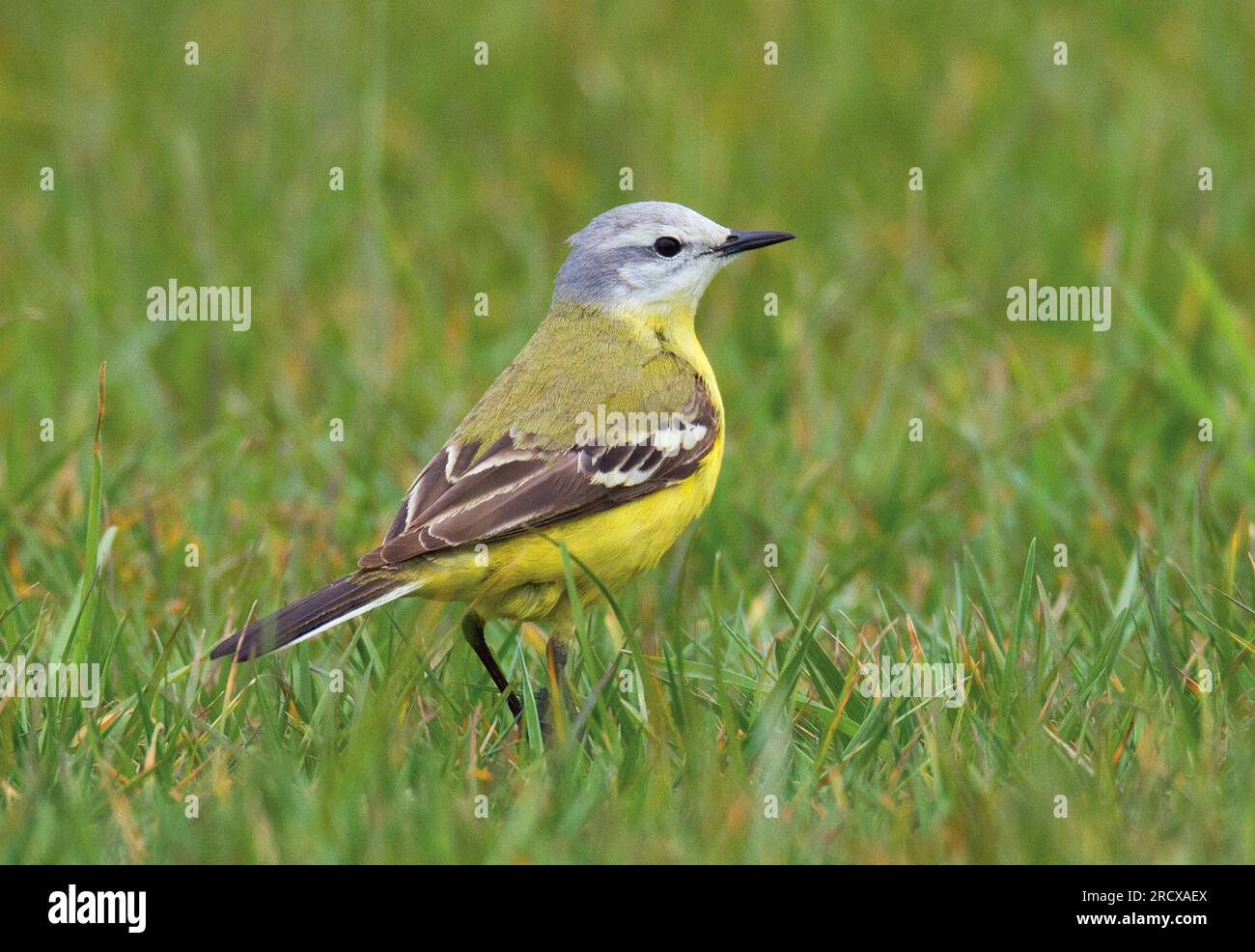 blue-headed wagtail x Yellow-crowned Wagtail, Yellow Wagtail, British ...