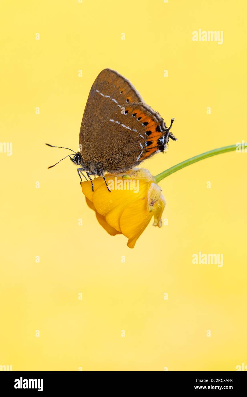 Black Hairstreak (Satyrium pruni, Fixsenia pruni), on a buttercup ...