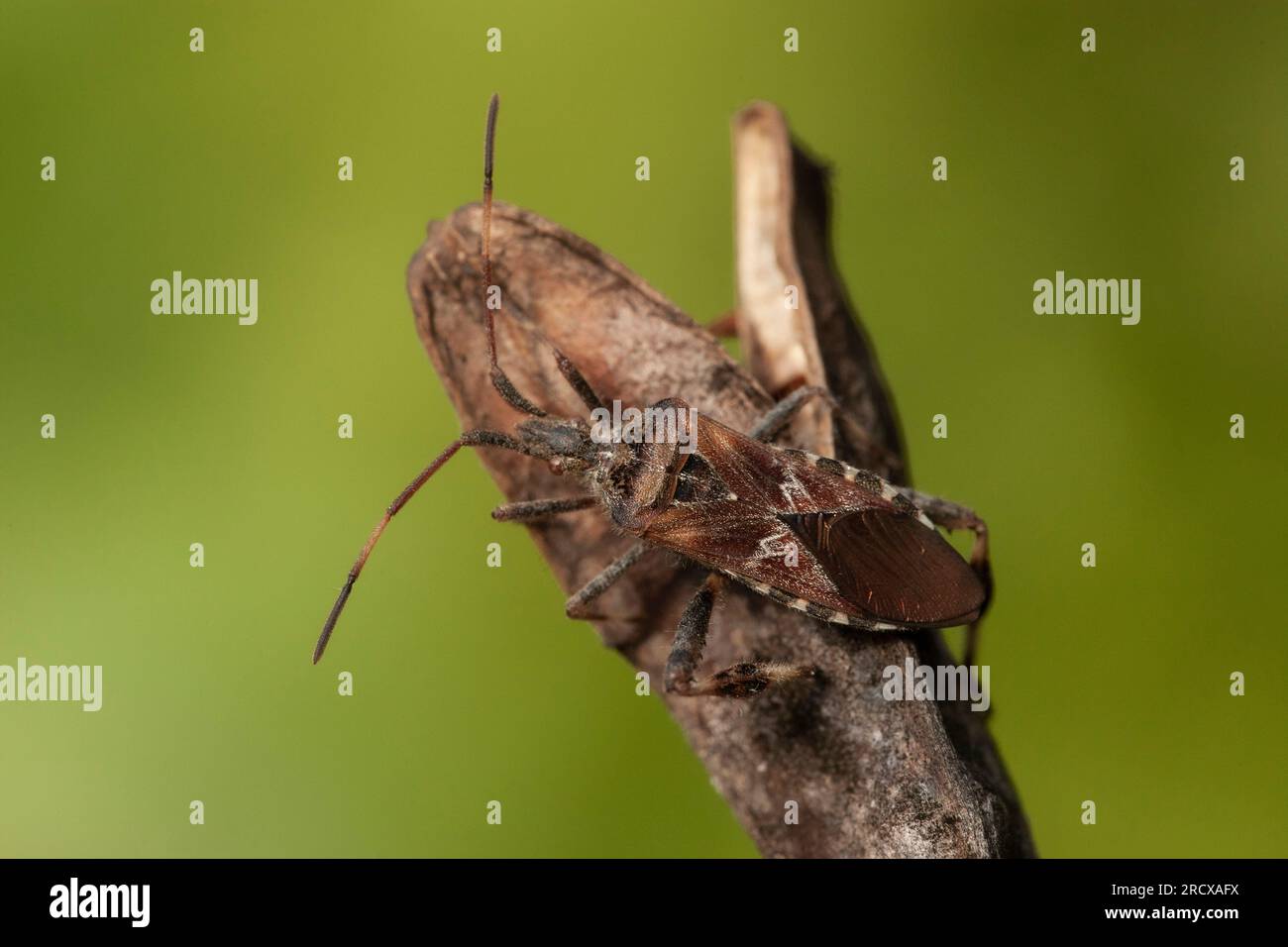 Western conifer seed bug (Leptoglossus occidentalis), top view ...