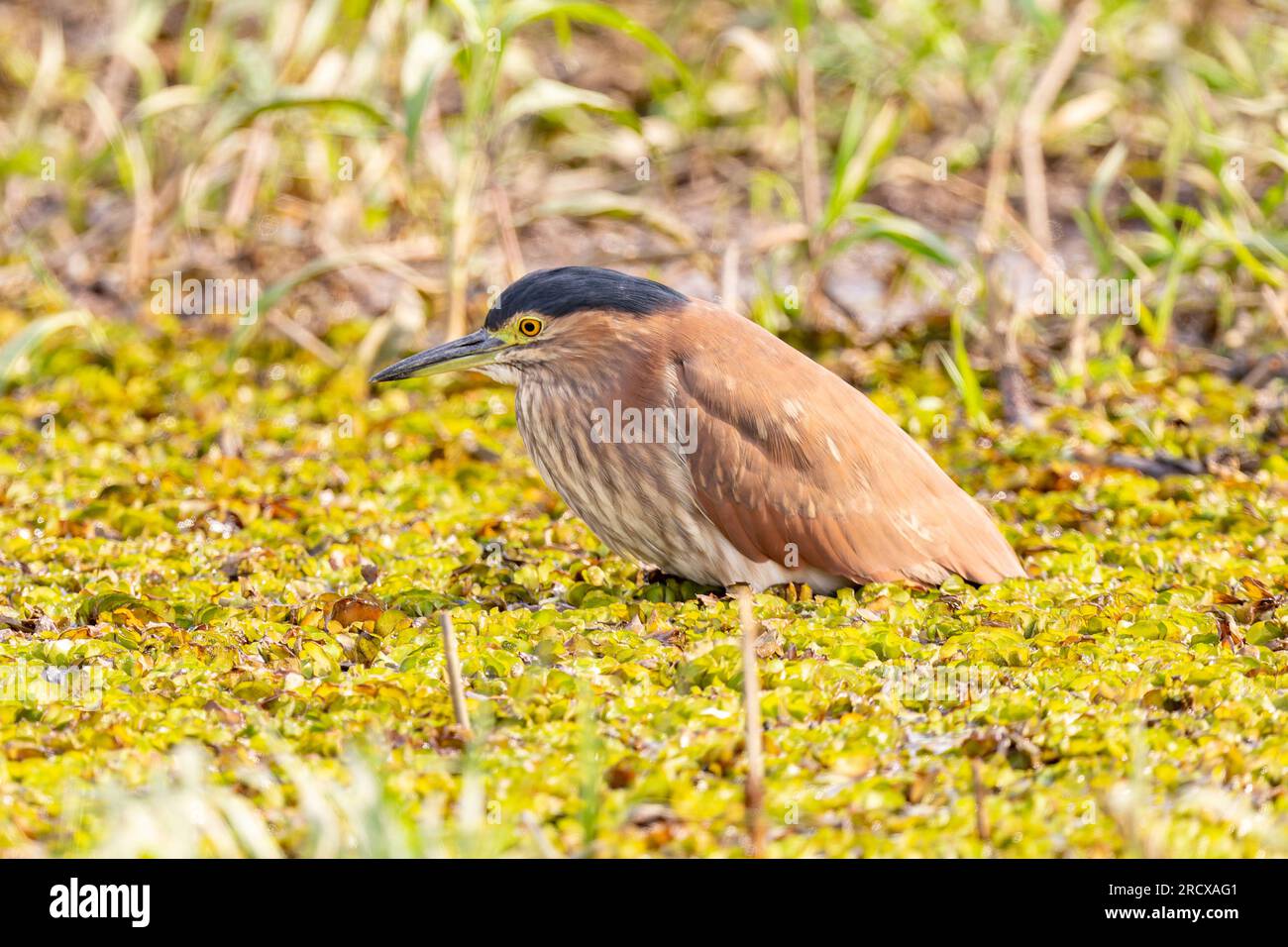 nankeen night heron (Nycticorax caledonicus), by the waterside ...