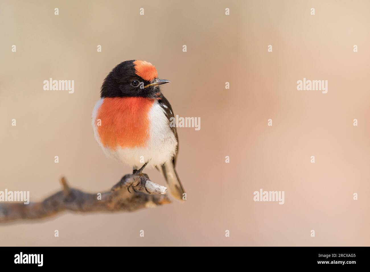 red-capped robin (Petroica goodenovii), male sitting on a branch ...