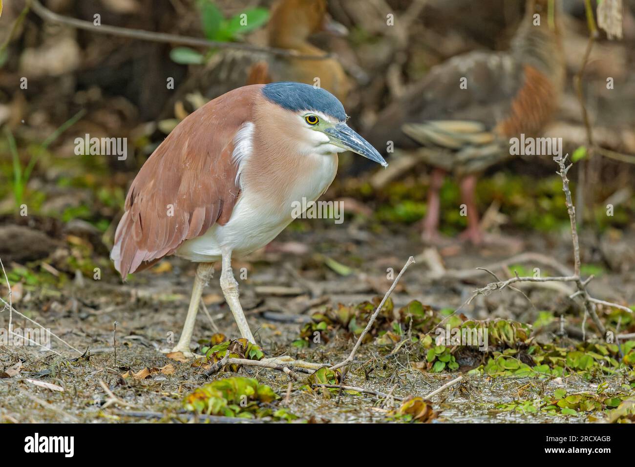 nankeen night heron (Nycticorax caledonicus), by the waterside ...