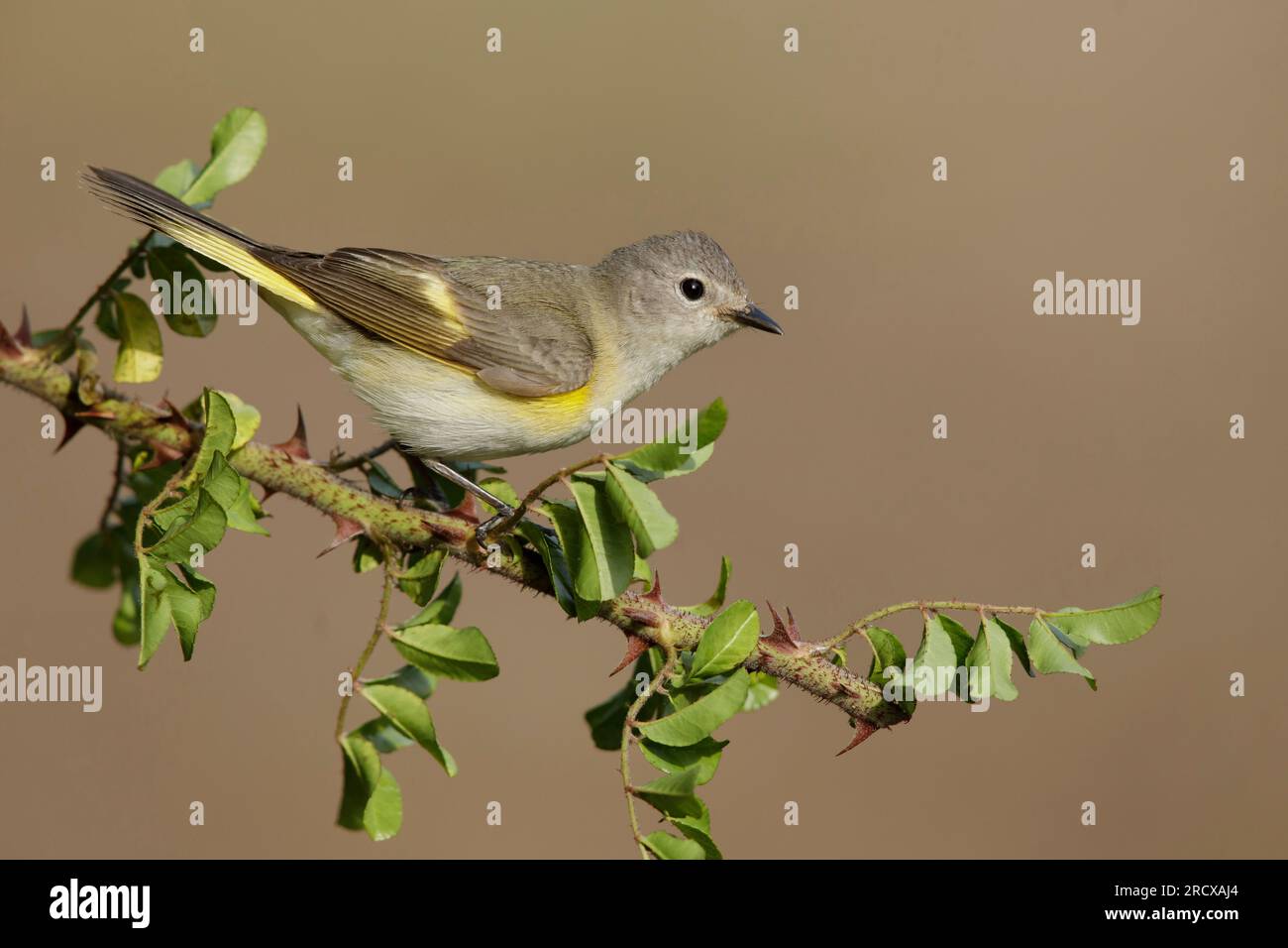 American redstart (Setophaga ruticilla), female perching on a prickly ...